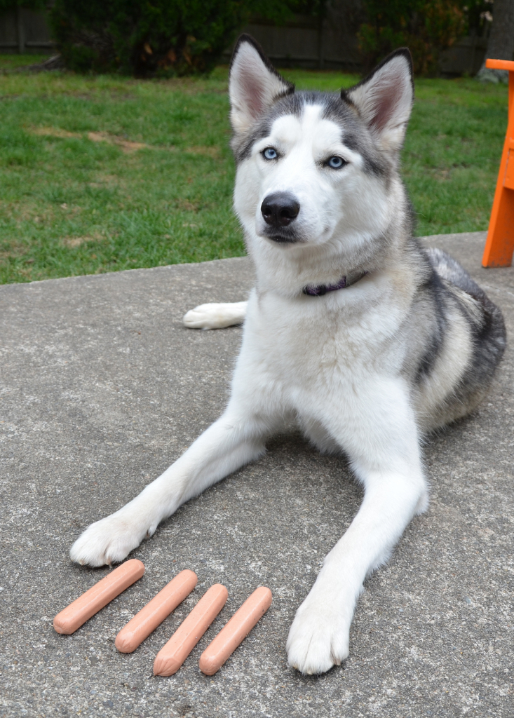 Intensive Dog Training Programs - Crossbones Dog Academy