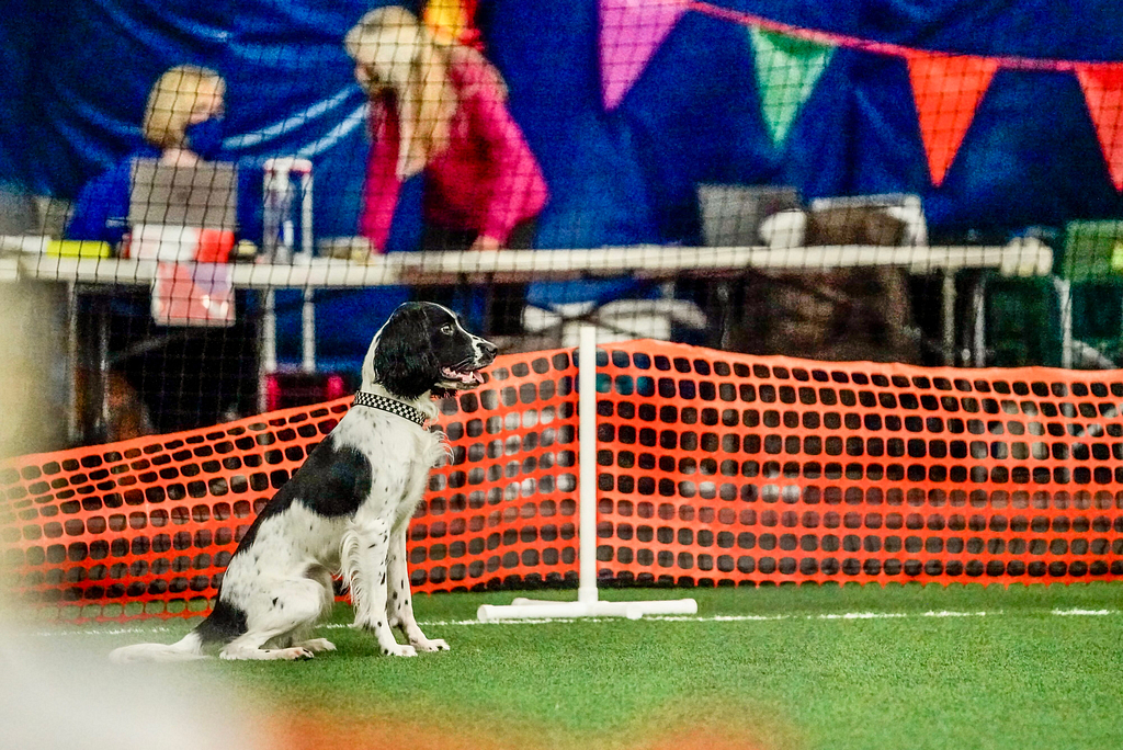 3 Ways to Ruin Your Agility Dog’s Start Line Stay - Crossbones Dog Academy