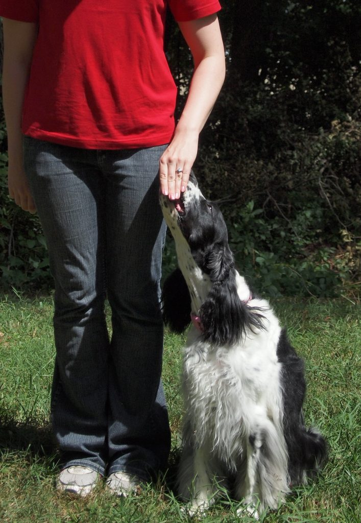 What Makes a Great Training Treat? - Crossbones Dog Academy