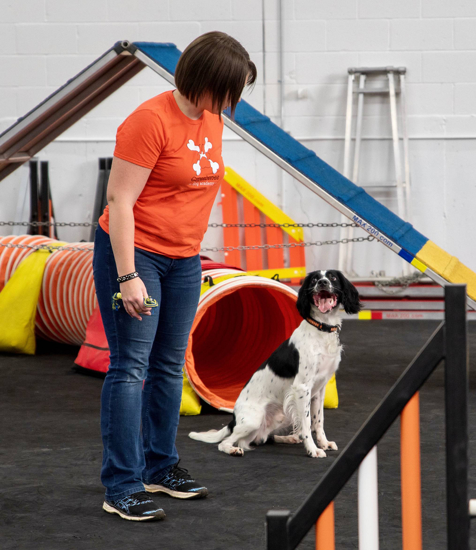 Dog Training Careers & Dog Daycare Jobs in Providence, RI - Crossbones ...