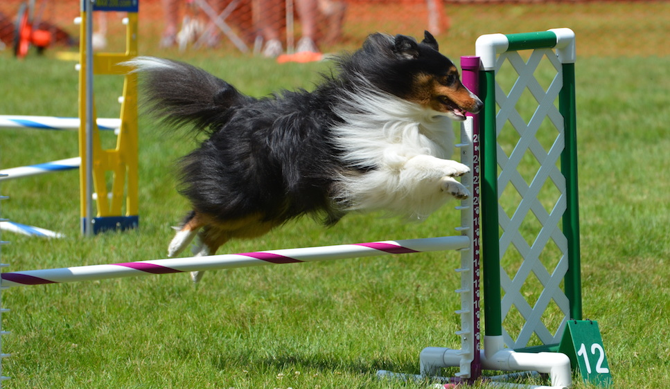 Agility is a Behavior Chain - Crossbones Dog Academy