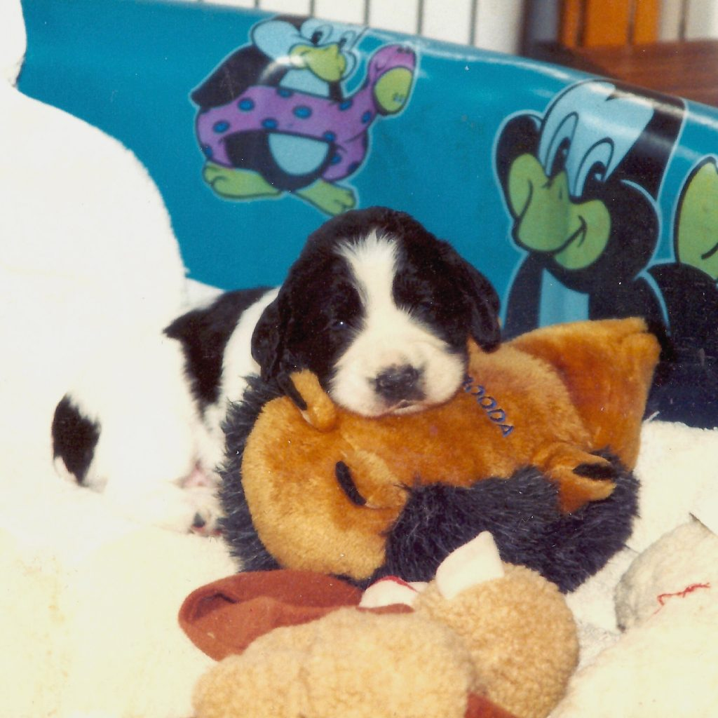 Remembering Tessie - Crossbones Dog Academy