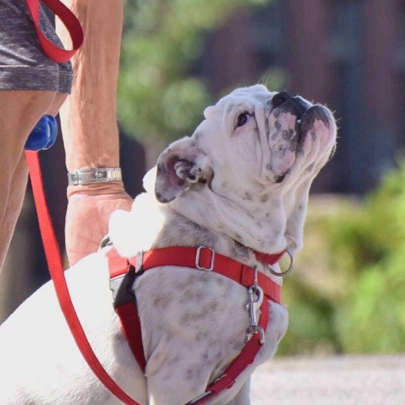 Dog Training - Crossbones Dog Academy